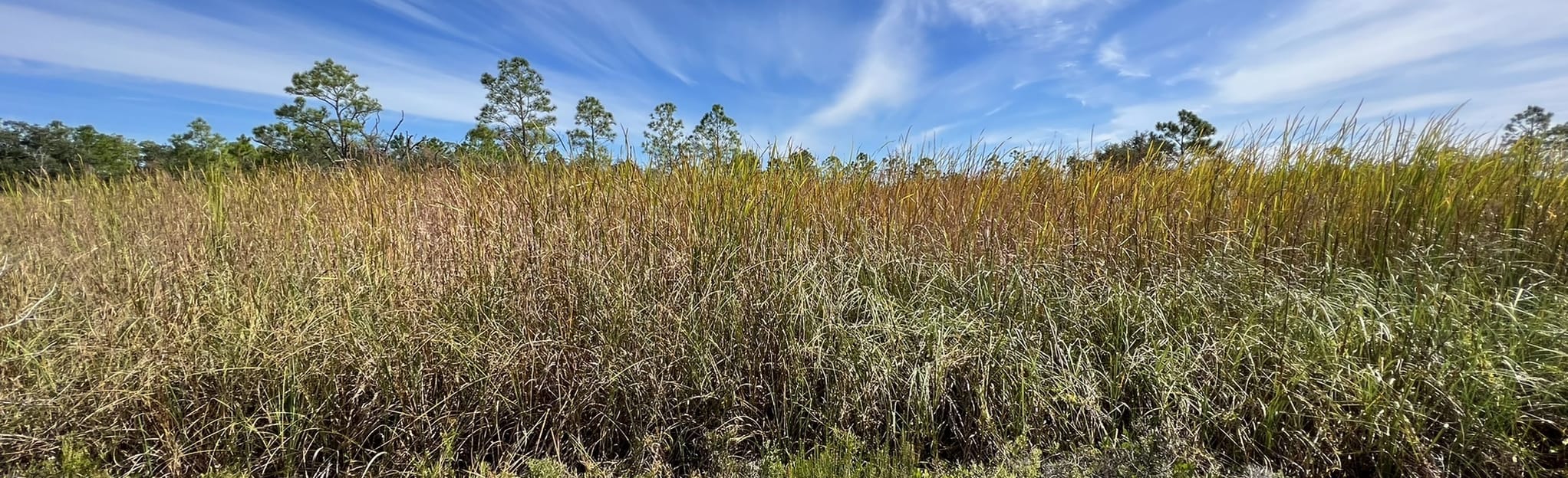 Blackbird Marsh Trail, Florida - 82 Reviews, Map | AllTrails