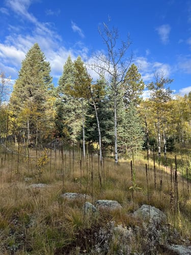 2023 Best 10 Moderate Trails in San Isabel National Forest | AllTrails