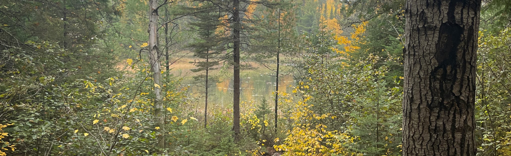 Moose Viewing Trail: 58 Reviews, Map - Minnesota | AllTrails