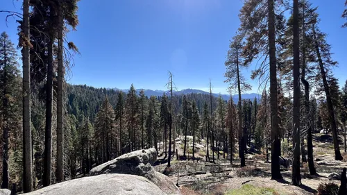 10 Best Wild Flowers Trails in Three Rivers | AllTrails