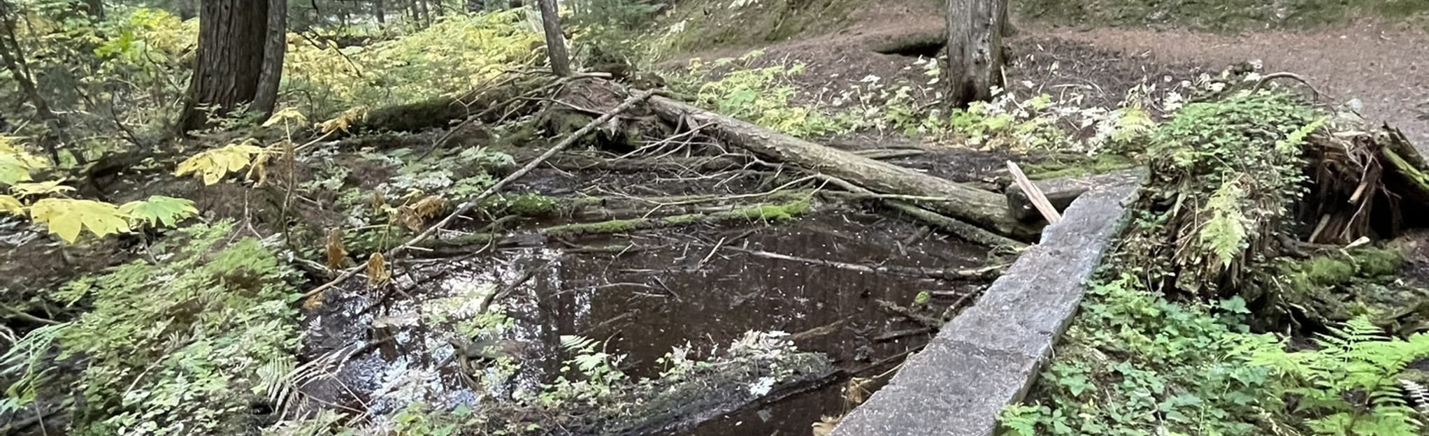 Retallack Old Growth Cedar Loop, British Columbia, Canada - 14 Reviews ...