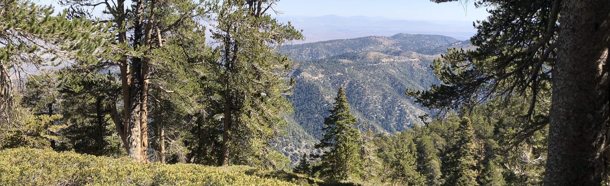 Mount Baden Powell Trail: 4694 Reviews, Map - California | AllTrails