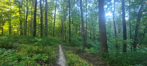 Best Hikes and Trails in Morgan Monroe State Forest | AllTrails