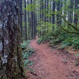Hidden Falls via Tarbell Trail , Washington - 597 Reviews, Map | AllTrails