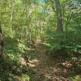 Oak Ridge Trail, Missouri - 171 Reviews, Map | AllTrails