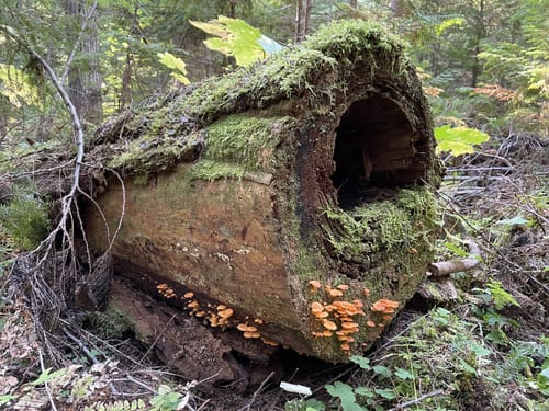 Best Hikes and Trails in Goat Range Provincial Park | AllTrails