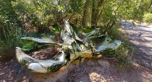 Best Hikes and Trails in False Cape State Park | AllTrails