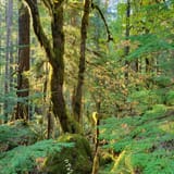 Lake Constance Trail, Washington - 227 Reviews, Map | AllTrails