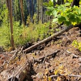 Lake Constance Trail, Washington - 227 Reviews, Map | AllTrails