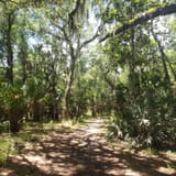 Bulow Woods Hiking Trail, Florida - 227 Reviews, Map | AllTrails