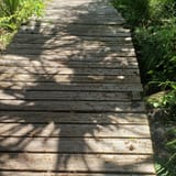 Bulow Woods Hiking Trail, Florida - 227 Reviews, Map | AllTrails