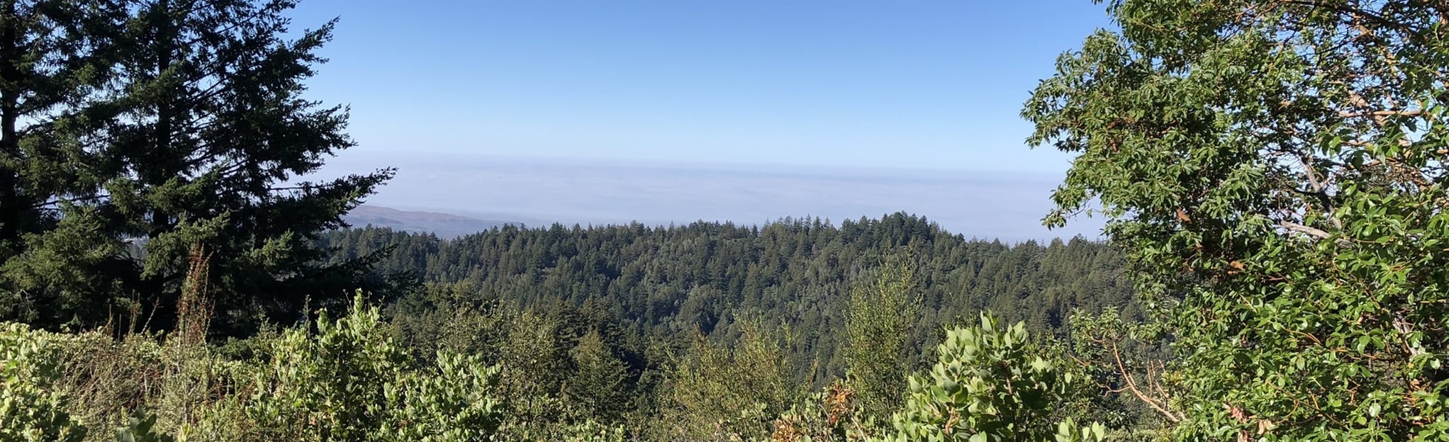 Fir Trail and Tafoni Trail, California - 614 Reviews, Map | AllTrails