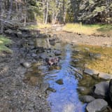 Little Harbor Brook Trail, Maine - 164 Reviews, Map | AllTrails