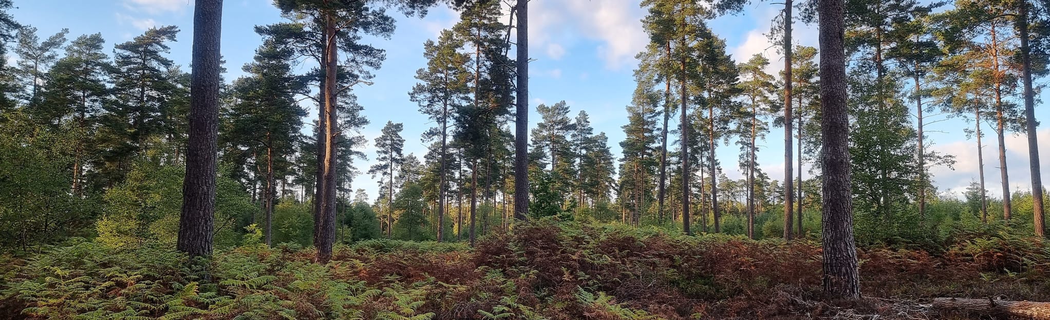 Benyon's Enclosure and Pamber Forest Circular, 75 Fotos - Berkshire ...