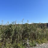 Barn Island Wildlife Management Area Trail, Connecticut - 594 Reviews ...