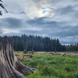 Irely Lake Trail, Washington - 125 Reviews, Map | AllTrails