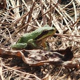 Irely Lake Trail, Washington - 125 Reviews, Map | AllTrails