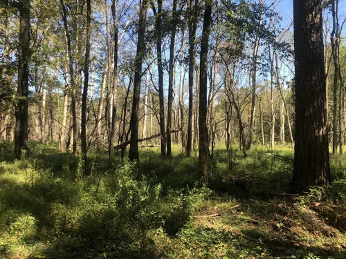 10 Best Views Trails in Sumter National Forest | AllTrails