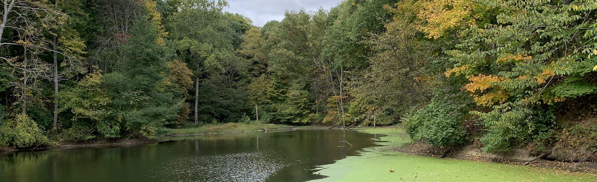 Martell Forest Loop, 351 Fotos - Indiana | AllTrails