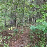 Tioga West Rim Trail, Pennsylvania - 499 Reviews, Map | AllTrails
