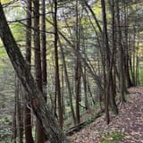 Tioga West Rim Trail, Pennsylvania - 499 Reviews, Map | AllTrails
