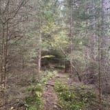 Tioga West Rim Trail, Pennsylvania - 499 Reviews, Map | AllTrails