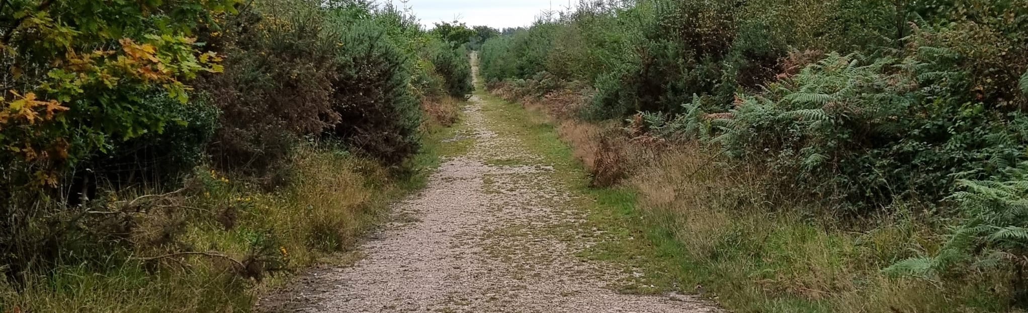 Morgan Hayes Covert Forest Circular Walk - Devon, England | AllTrails