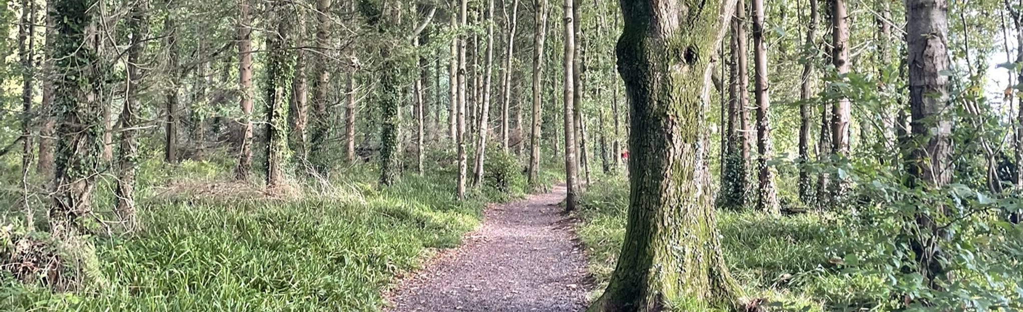 Littlewood Forest Loop: 37 Reviews, Map - County Meath, Ireland | AllTrails