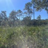Three Lakes Loop, Florida - 265 Reviews, Map | AllTrails