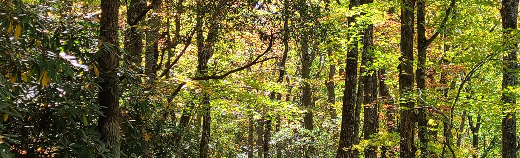 Blue Ridge Conservancy Hiking Trail: 36 Reviews, Map - North Carolina ...