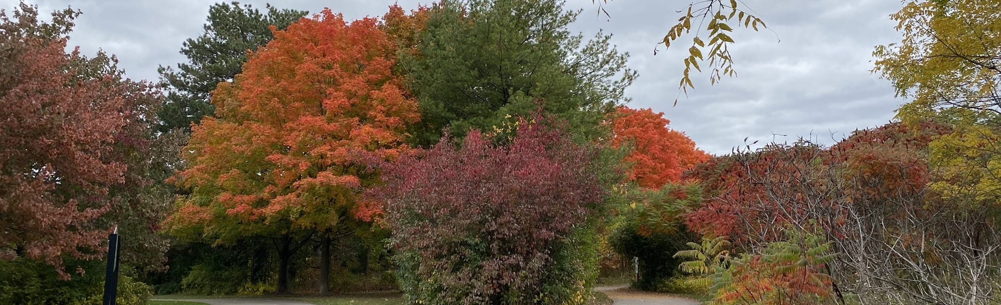 Rouge Valley Forest Therapy Trail: 465 foto's - Ontario, Canada | AllTrails