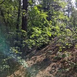 Schultz Creek Trail, Arizona - 377 Reviews, Map | AllTrails