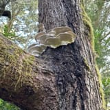 Weatherwax Trail, Washington - 256 Reviews, Map | AllTrails