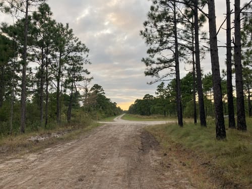 Best Hikes and Trails in Holly Shelter Game Land Sp | AllTrails