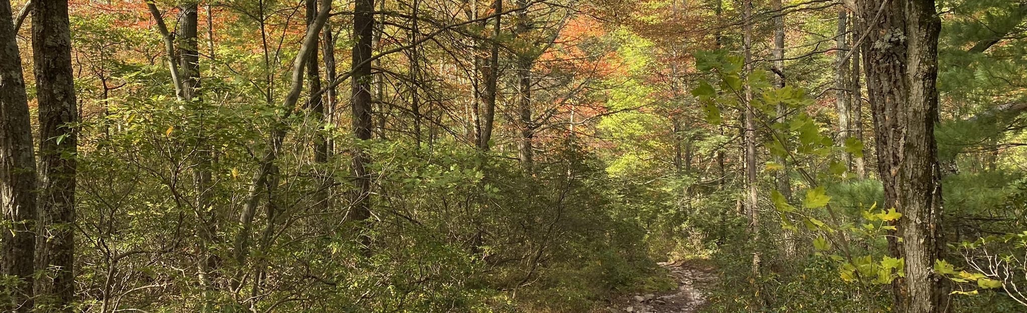 Bald Eagle Middle Ridge Trail, Pennsylvania - 8 Reviews, Map | AllTrails