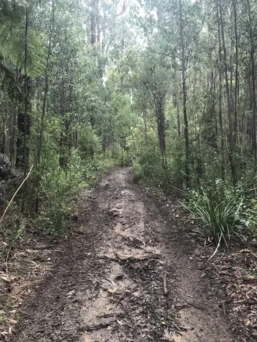 Best Hard Trails in Bunyip State Park | AllTrails