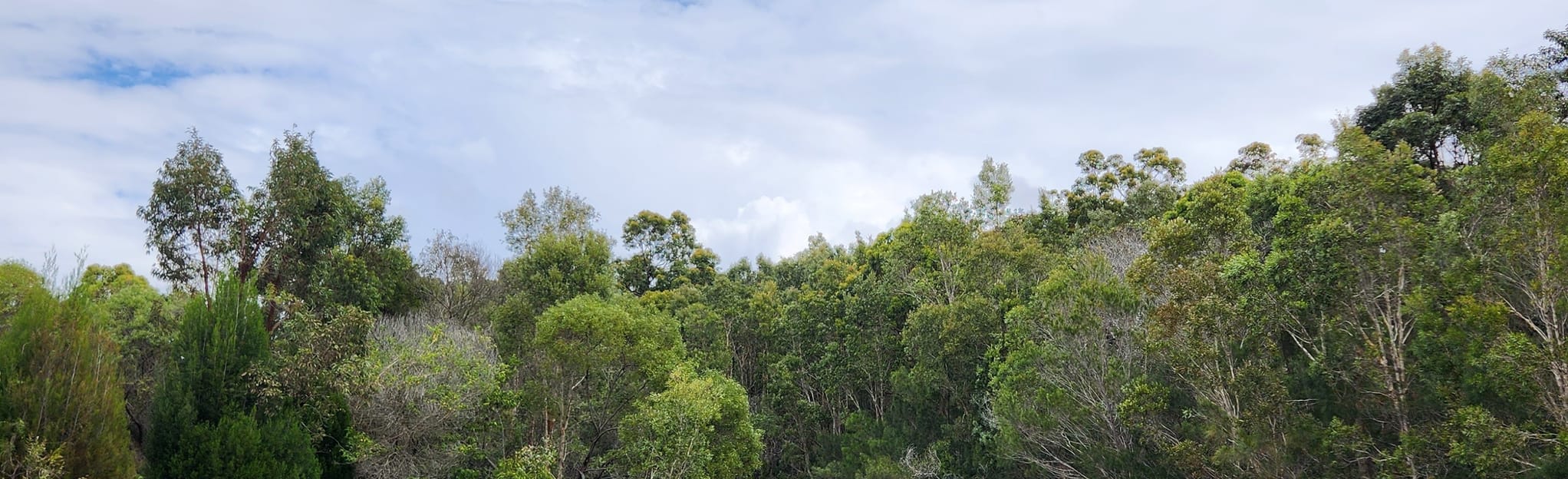 Pelican Forest Track, Queensland, Australia - 14 Reviews, Map | AllTrails