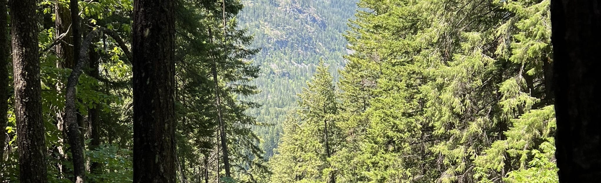 Rainbow Loop Trail: 75 Reviews, Map - Washington | AllTrails