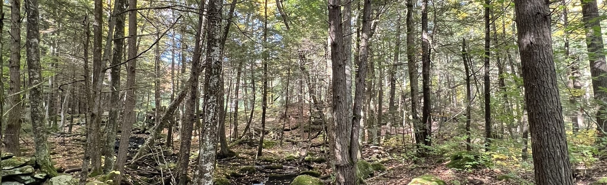 Campbell and Tufts Trail Loop via Gage's Mill Trail - New Hampshire ...