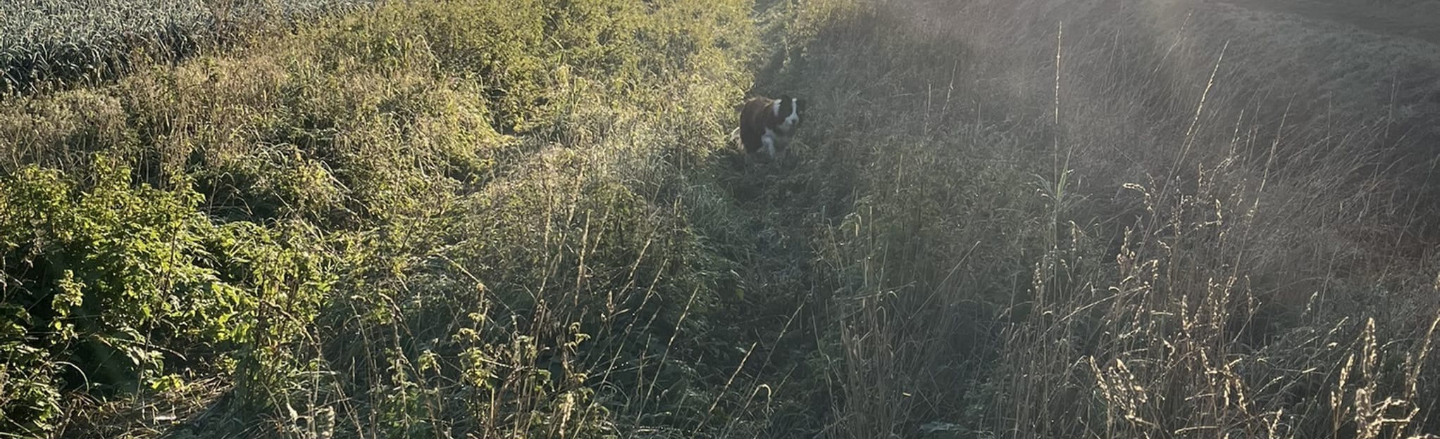 Shouldham - West Bilney Wood Circular, Norfolk, England - 12 Reviews ...