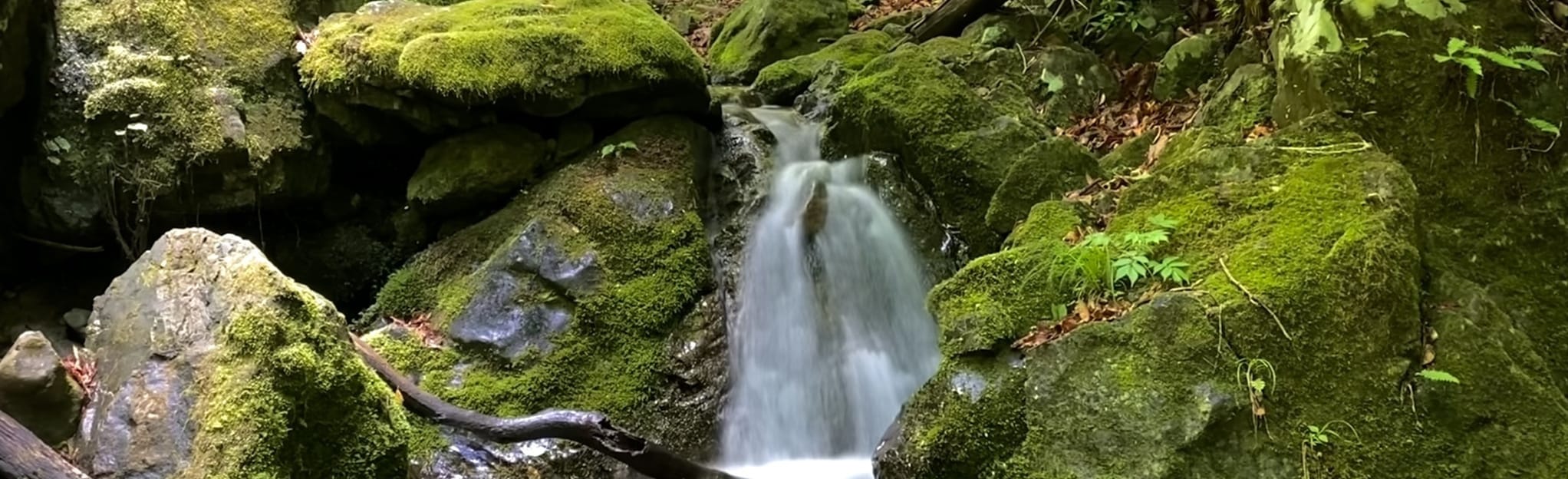 Mount Mitake Trekking Course: 16 Reviews, Map - Tokyo, Japan | AllTrails
