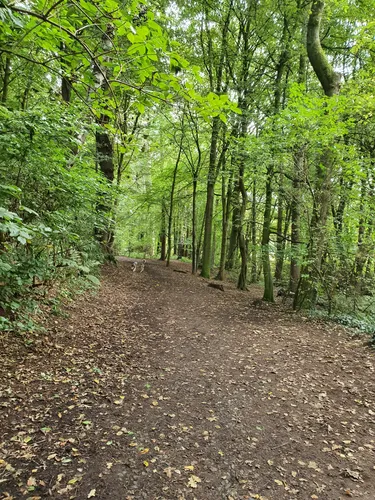 Best Hikes and Trails in Gelt Woods | AllTrails