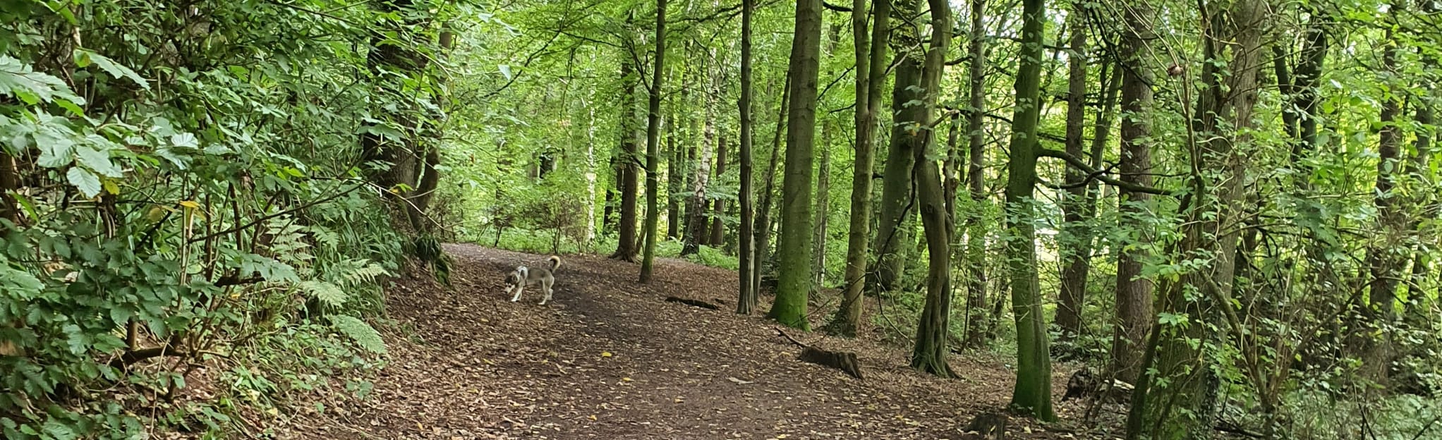 Brampton Quarry, Cumbria, England - 33 Reviews, Map | AllTrails