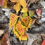 Joyce Estate Trail, Minnesota - 26 Reviews, Map | AllTrails