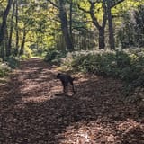 Banstead Woods Nature Circular, Surrey, England - 647 Reviews, Map ...