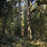 Ridge Loop Trail , Washington - 326 Reviews, Map | AllTrails