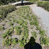 Largo Nature Preserve Loop, Florida - 402 Reviews, Map | AllTrails