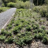 Largo Nature Preserve Loop, Florida - 402 Reviews, Map | AllTrails