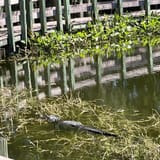 Largo Nature Preserve Loop, Florida - 402 Reviews, Map | AllTrails