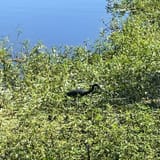 Largo Nature Preserve Loop, Florida - 402 Reviews, Map | AllTrails